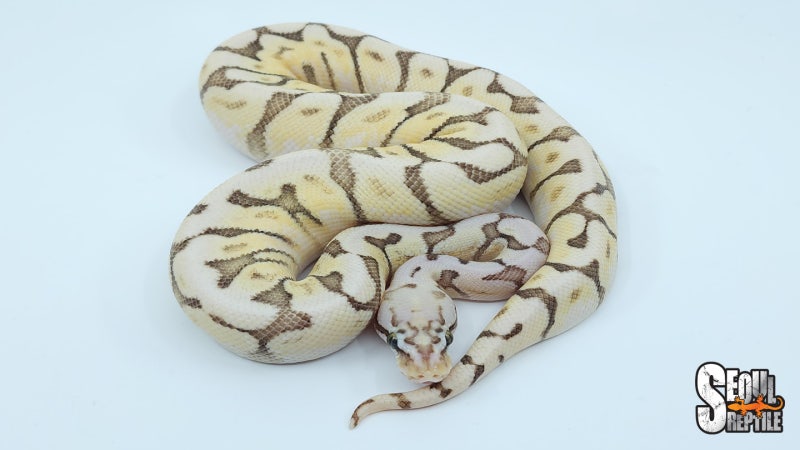 NEW 볼 파이톤 모프! 버터 비, Ghi, 슈거, 파스텔, 렛서, 샴페인 등 Ball Python Morphs (Python ...