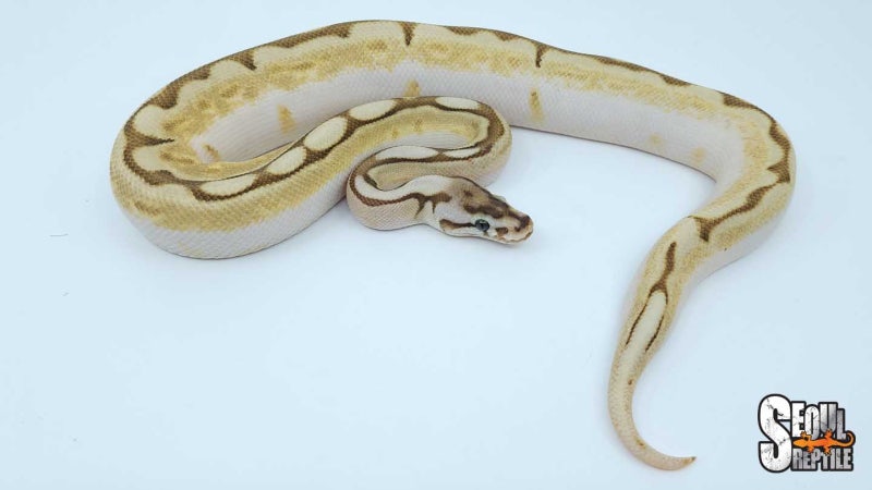 NEW 볼 파이톤 모프! 버터 비, Ghi, 슈거, 파스텔, 렛서, 샴페인 등 Ball Python Morphs (Python ...