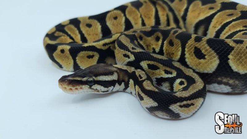 NEW 볼 파이톤 모프! 버터 비, Ghi, 슈거, 파스텔, 렛서, 샴페인 등 Ball Python Morphs (Python ...