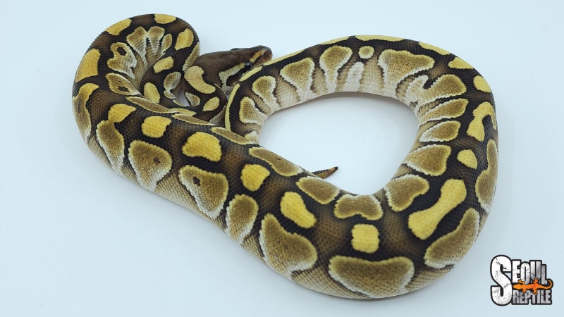 NEW 볼 파이톤 모프! 버터 비, Ghi, 슈거, 파스텔, 렛서, 샴페인 등 Ball Python Morphs (Python ...