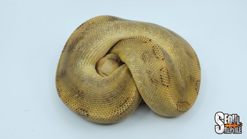 NEW 볼 파이톤 모프! 버터 비, Ghi, 슈거, 파스텔, 렛서, 샴페인 등 Ball Python Morphs (Python ...