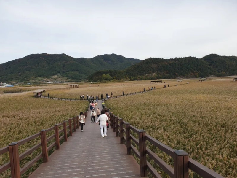 2022년 10월 26일 순천만습지 갈대숲 탐방로~~~ 주차요금 이용시간 입장료 네이버 블로그
