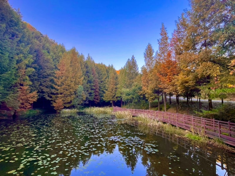청주 단풍 명소 가을 단풍 보러 갈만한 곳 미동산수목원 입장료 And 포토스팟 And 카페데이앤데이 네이버 블로그