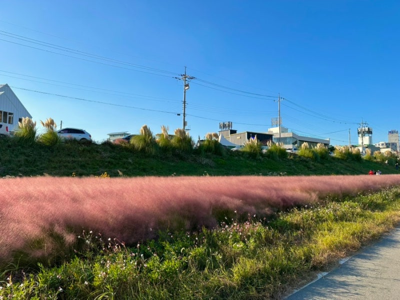 전남 함평 핑크뮬리 팜파스 명소 추천 함평천수변공원 돌머리해수욕장 가볼만한곳 네이버 블로그