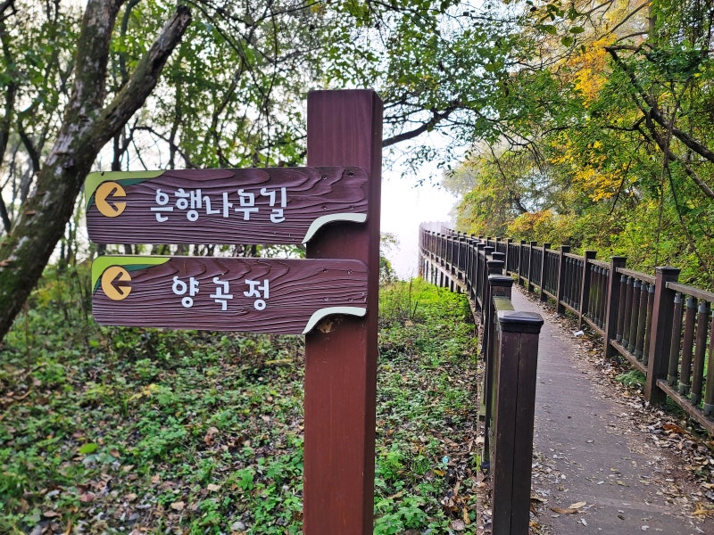 괴산 문광저수지 은행나무길 가을 풍경 네이버 블로그
