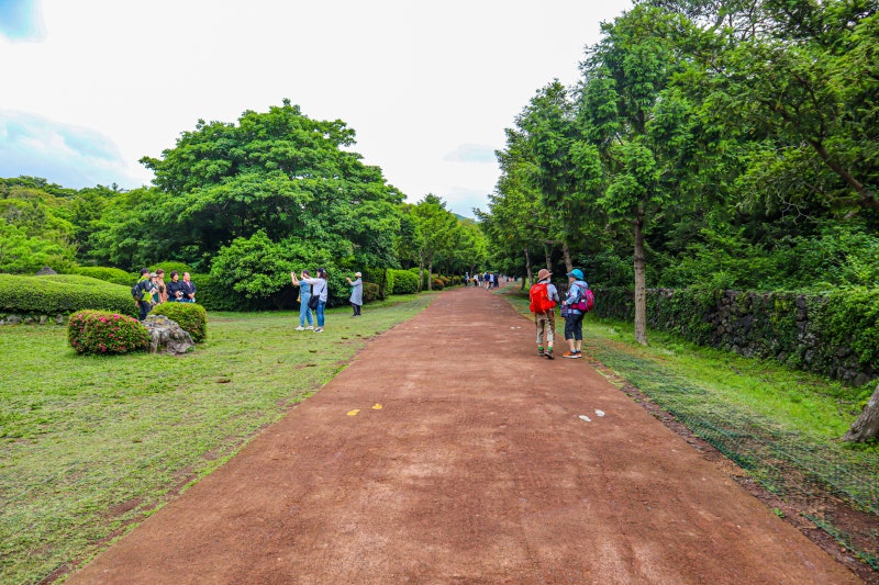 제주도 동쪽 코스 제주 비자림 숲길 제주 구좌 가볼만한곳 입장료 네이버 블로그