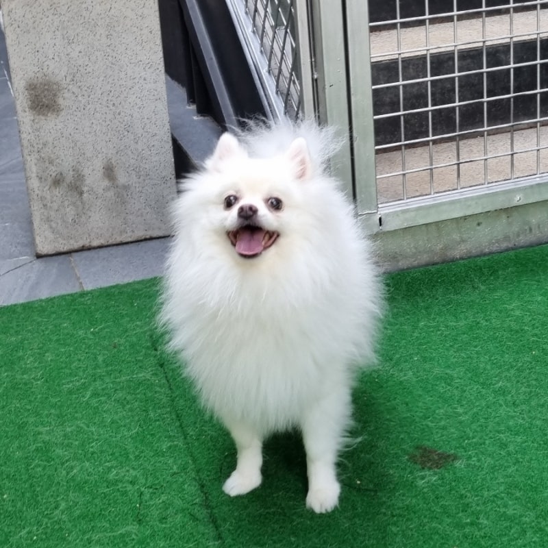 🐶스누독 아이들 소개(소형견편-유치원) : 네이버 블로그