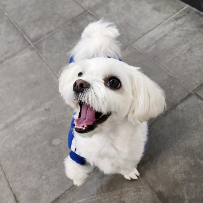 🐶스누독 아이들 소개(소형견편-유치원) : 네이버 블로그