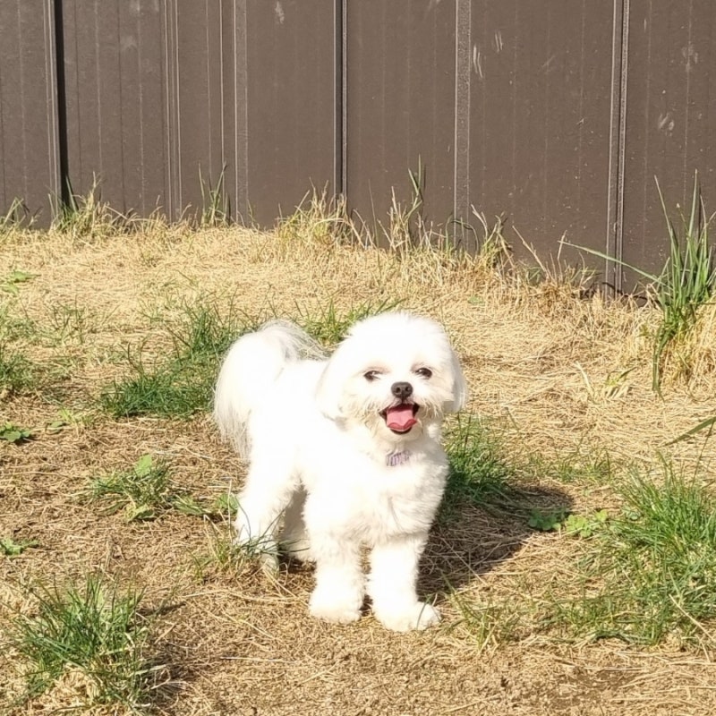 🐶스누독 아이들 소개(소형견편-유치원) : 네이버 블로그