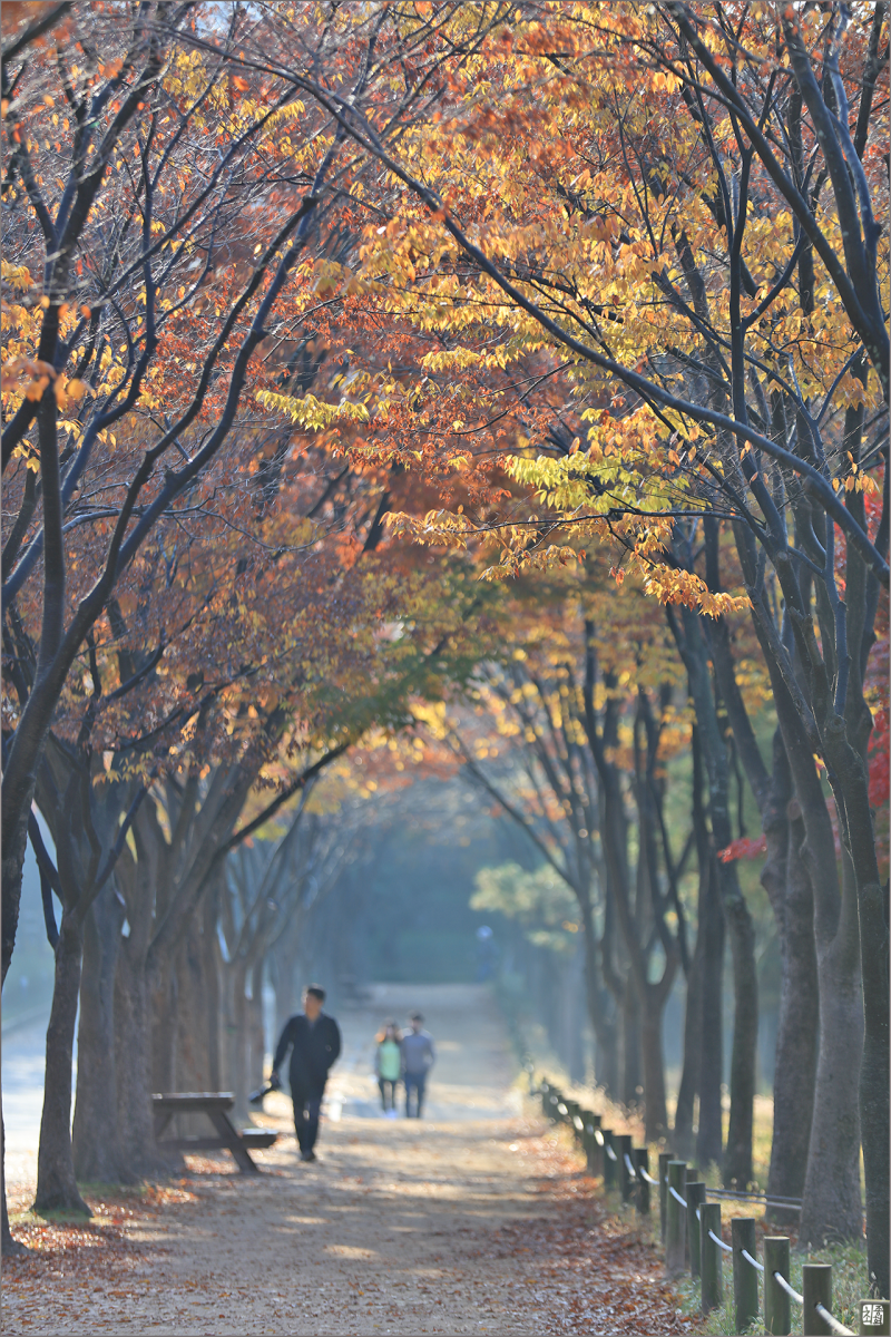 인천대공원 단풍 지금 참 이쁜 인천 단풍명소 가을 여행 가볼만한곳 네이버 블로그