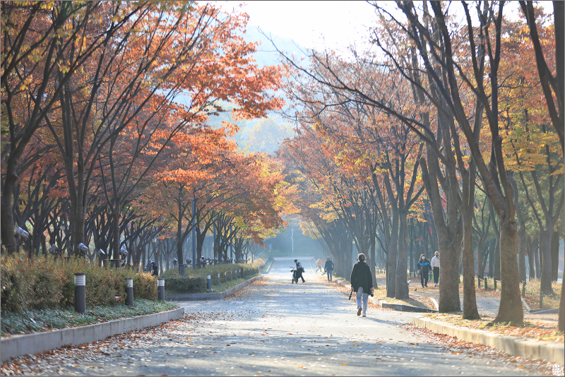 인천대공원 단풍 지금 참 이쁜 인천 단풍명소 가을 여행 가볼만한곳 네이버 블로그