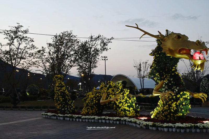 양산국화향연, 황산공원 국화축제 11월 경남가볼만한 곳 댑싸리 황화코스모스 : 네이버 블로그