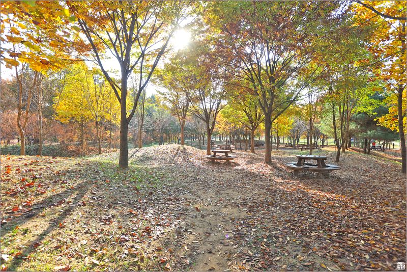 인천대공원 단풍 지금 참 이쁜 인천 단풍명소 가을 여행 가볼만한곳 네이버 블로그