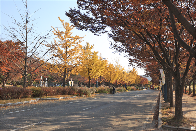 인천대공원 단풍 지금 참 이쁜 인천 단풍명소 가을 여행 가볼만한곳 네이버 블로그