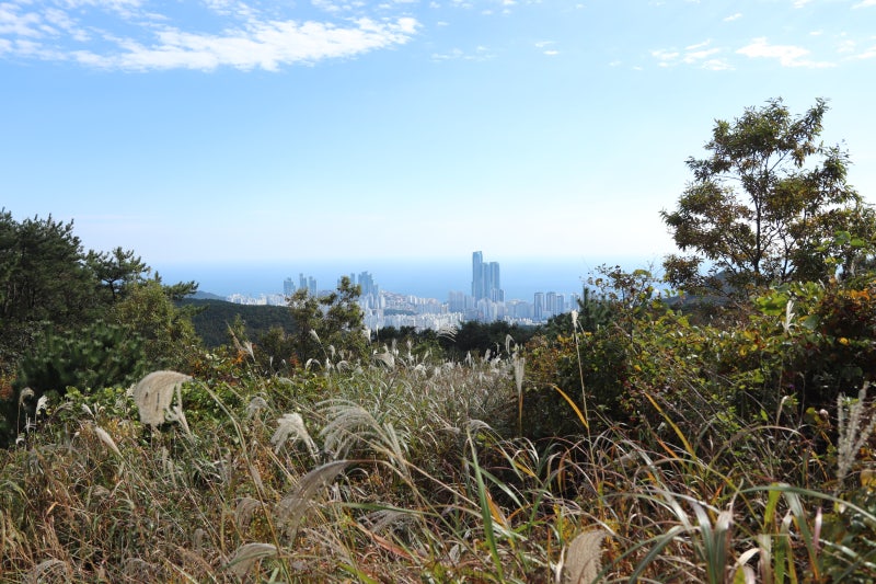 해운대 장산 등산코스 상세 안내대천공원 → 억새밭 → 정상 → 중봉 → 옥녀봉 → 대천공원 네이버 블로그