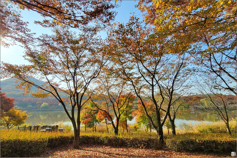 인천대공원 단풍 지금 참 이쁜 인천 단풍명소 가을 여행 가볼만한곳 네이버 블로그