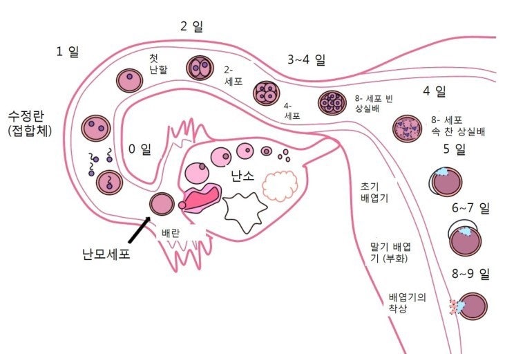 20221031 난임일기배란7일차 임신극초기증상 아니면 증상놀이 네이버 블로그