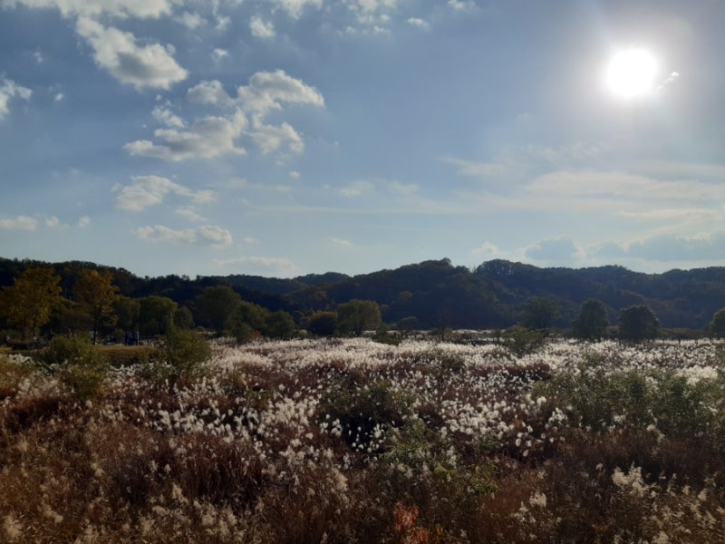 옥천대전청주 옥천에서 청남대 가는길 대청호 드라이브대청호 오백리길 추동습지보호구역대청댐전망대노현습지공원