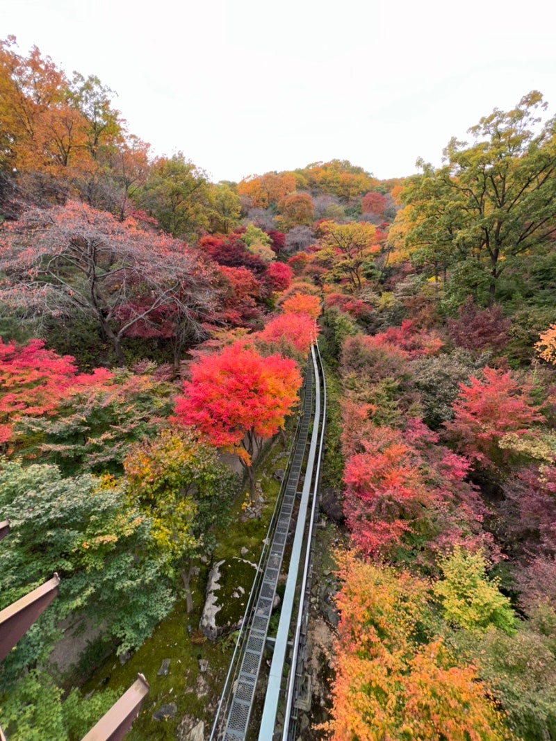 지금 화담숲 숙소 곤지암 리조트 단풍놀이 후기 모노레일 주차 팁 리프트 궁금증 해결 네이버 블로그