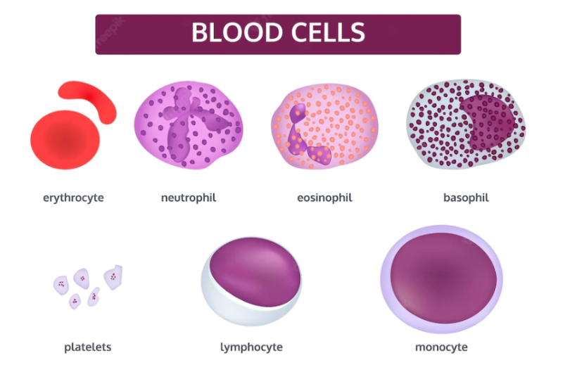 Basophil count 호염기구 수치에 대해서 알아봐요! (호염구 증가증, 혈액검사수치) : 네이버 블로그