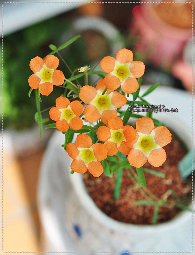 [Oxalis 'Shining Orange'] : 네이버 블로그