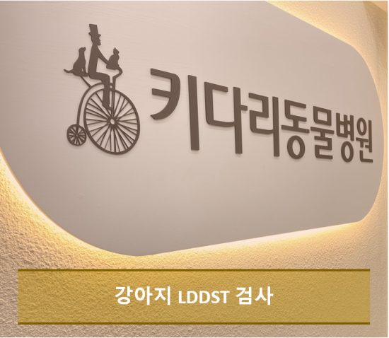 강아지 LDDST 검사 / 키다리동물병원 : 네이버 블로그