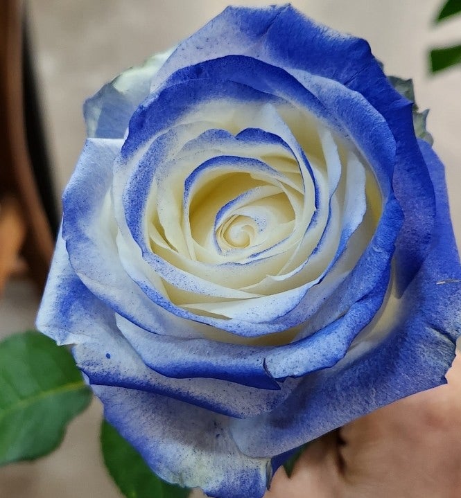 예쁘고 다양한 장미 30송이 50송이 100송이 꽃다발 울산 동구 꽃집 퓨어 플라워 가든 네이버 블로그