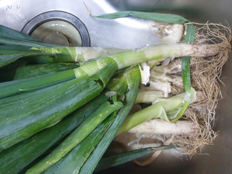 파보관법 대파 손질 보관방법 : 네이버 블로그