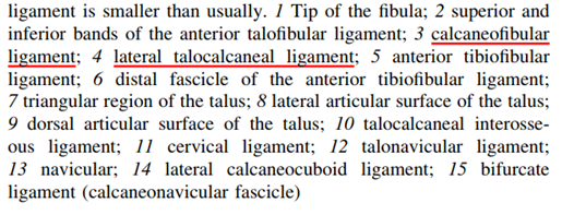 외측 발목 인대 해부학 / 전거비인대(ATFL), 종비인대(CFL), 후거비인대(PTFL), ankle sprain(발목염좌 ...