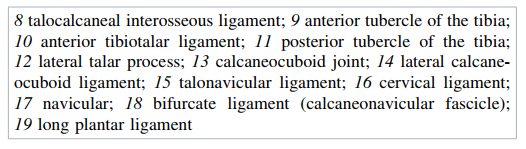 외측 발목 인대 해부학 / 전거비인대(ATFL), 종비인대(CFL), 후거비인대(PTFL), ankle sprain(발목염좌 ...