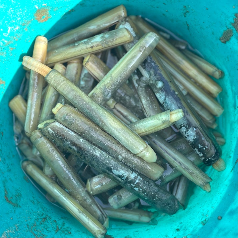 맛조개체험 안면도 갯벌체험장 서해안 당일치기 아이와 가볼만한곳 네이버 블로그