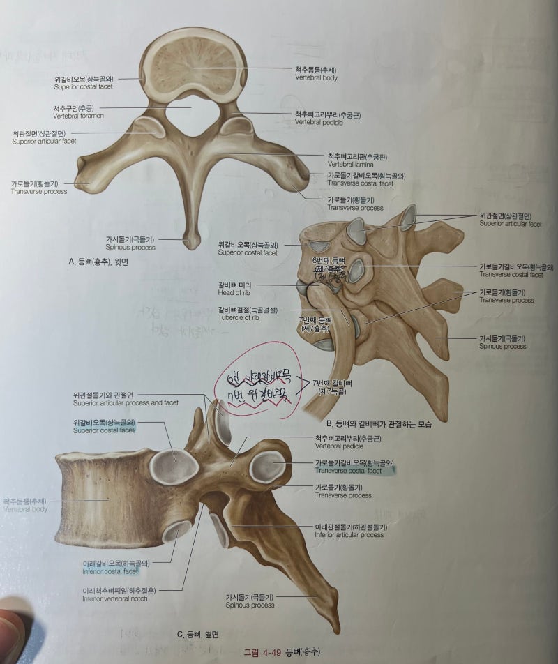 해부학 척주 척추뼈 목뼈 등뼈 허리뼈 엉치뼈 꼬리뼈 척주의 기능 척주의 굽이 네이버 블로그