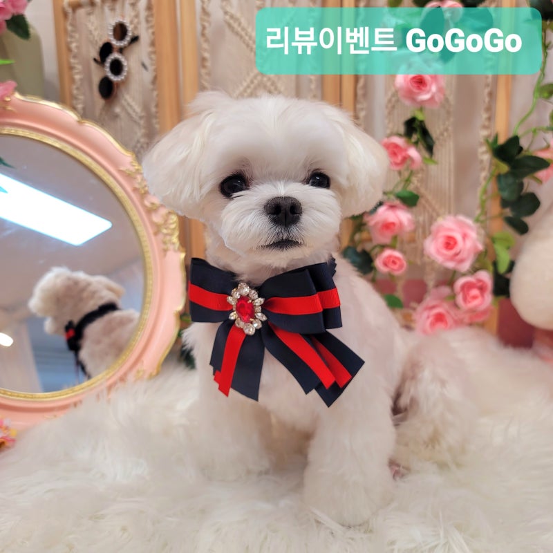 🐶성내동 애견미용스파놀이방호텔링용품점 11월 마이제이스 리뷰이벤트🐶 네이버 블로그