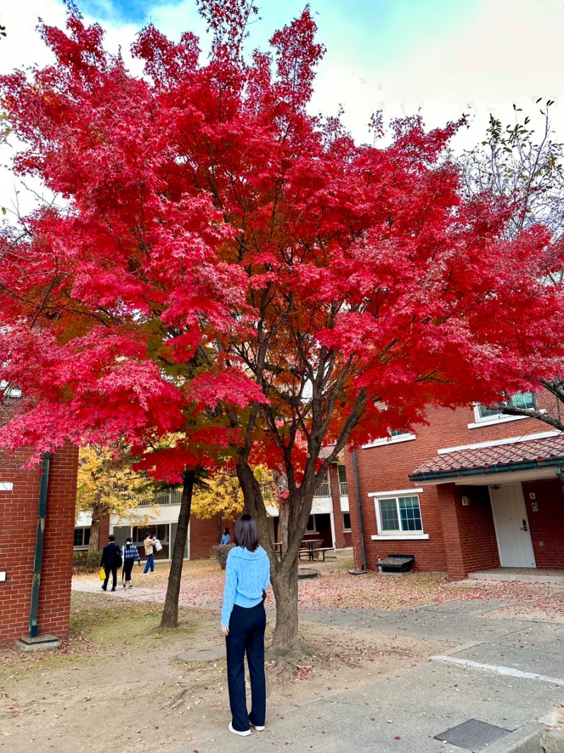 용산공원 미군기지 부분개방부지 서울 가을의 끝 포토존 네이버 블로그