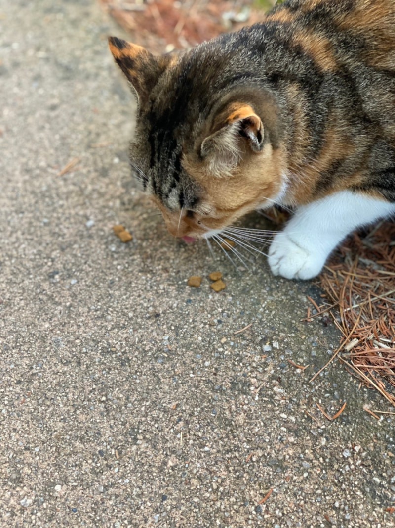 11/14- : 네이버 블로그