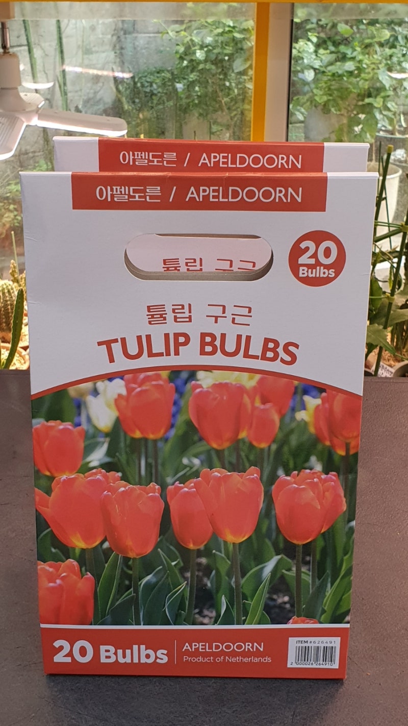코스트코 튤립 구근 식재 및 관리 네이버 블로그