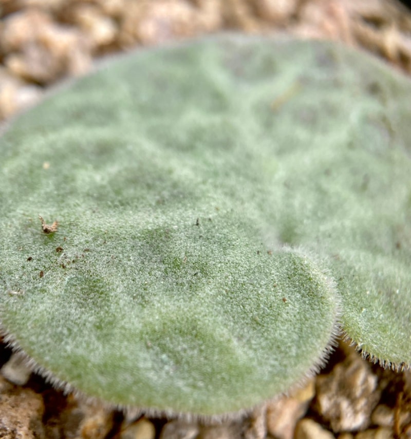 Tylecodon singularis / 틸레코돈 싱귤라리스 : 네이버 블로그