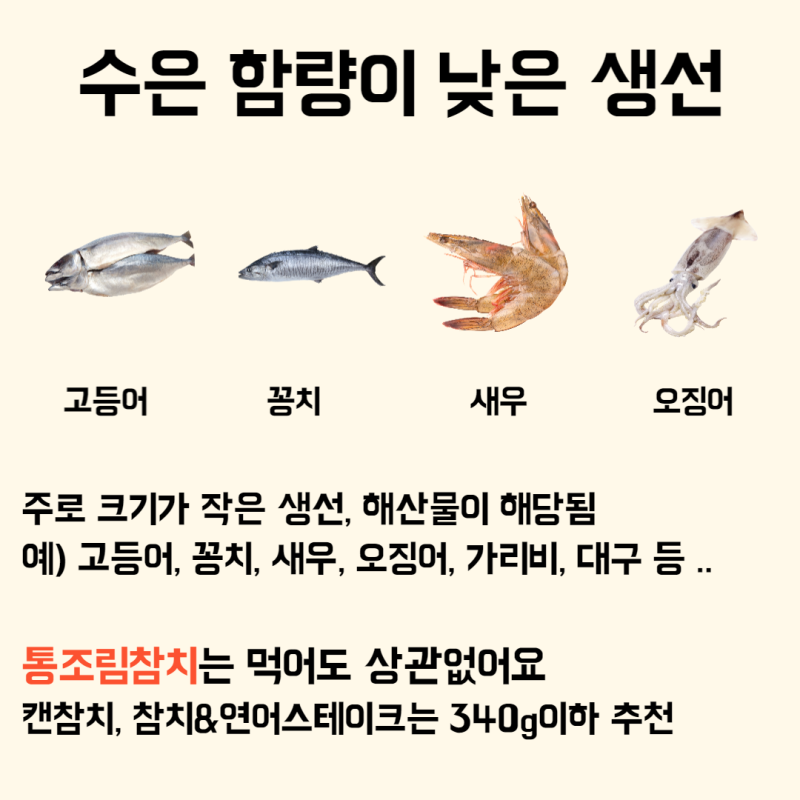 임산부 회 먹어도 된다면 참치회는 괜찮을까 임신중 먹어도 되는 생선 네이버 블로그