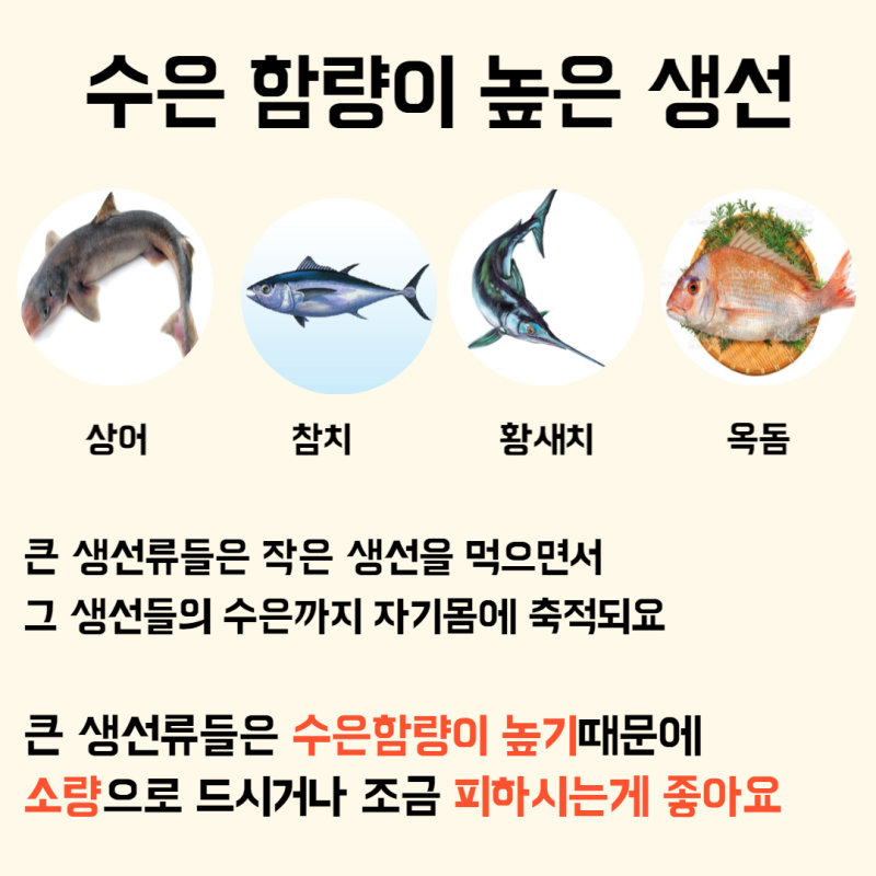 임산부 회 먹어도 된다면 참치회는 괜찮을까 임신중 먹어도 되는 생선 네이버 블로그
