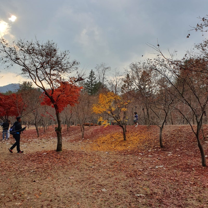남이섬 당일치기 가는 법 입장권 코스 배 시간 볼거리 등 네이버 블로그
