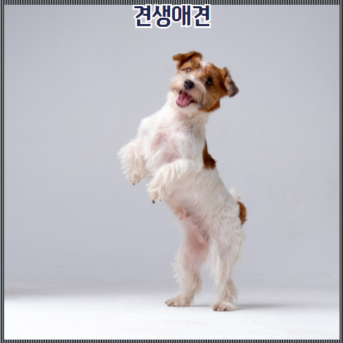 견생애견훈련소 내 반려견 귀청소 하는 방법 네이버 블로그