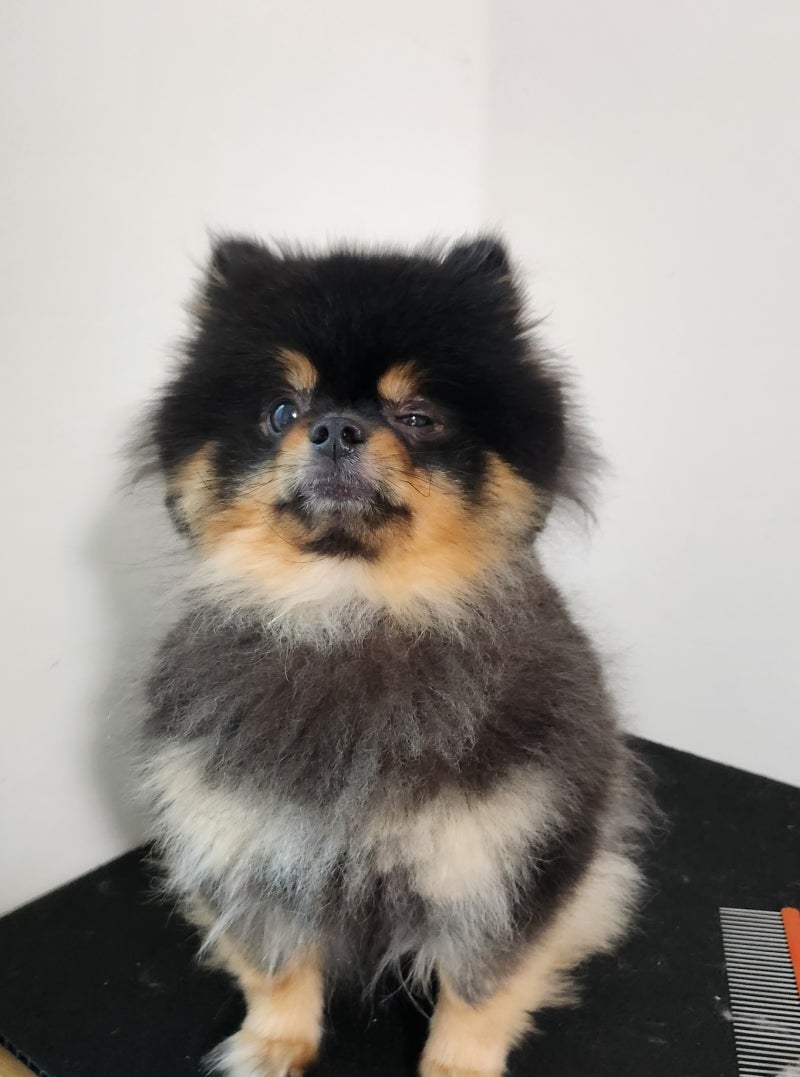 강아지목욕 비알머드 강아지 머드팩 샴푸로 스파까지 네이버 블로그