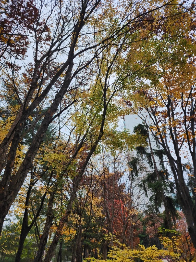 그래머인유즈 Grammar In Use Intermediate 영어 회화 공부 잘하는법 지름길 스터디 네이버 블로그