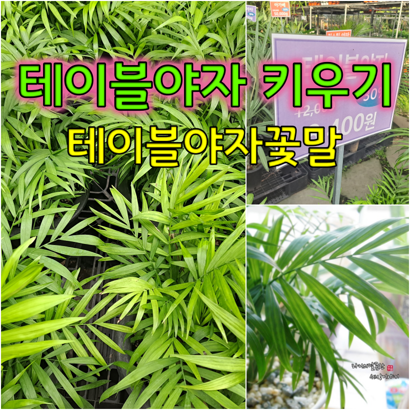 테이블야자 키우기 꽃 잎마름 원인분갈이 수경재배 가지치기 네이버 블로그