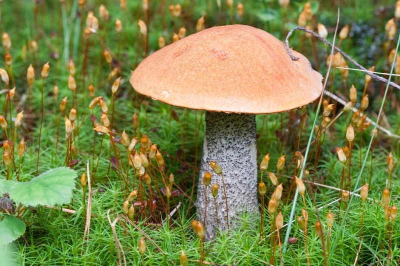 나물, 버섯 등 잘못 섭취하면 자연독 식중독 발생 ::: 한국 마케팅신문사 ::: : 네이버 블로그