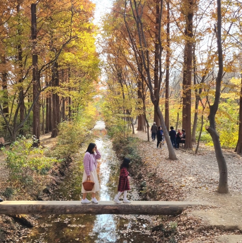 경주 산책하기 좋은 공원ㅣ경북 천년 숲 정원 외나무다리 포토존 경주 아이와 가볼만한 곳 경북 산림 환경 연구원 네이버 블로그