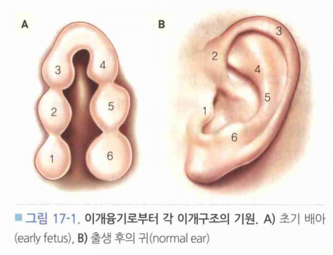귀의 선천성 기형 (3) - 위축귀(Constricted ear) = 배상귀(Cup ear) = 토이(Lop ear) : 네이버 블로그