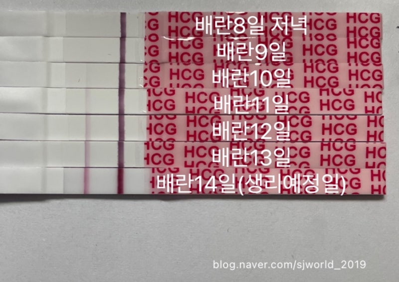 배란11일~14일 증상 및 임신테스트기 진하기 변화 네이버 블로그