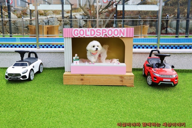 애견풀빌라 신축 강아지 동반 숙소 가평 애견 독채 펜션 네이버 블로그