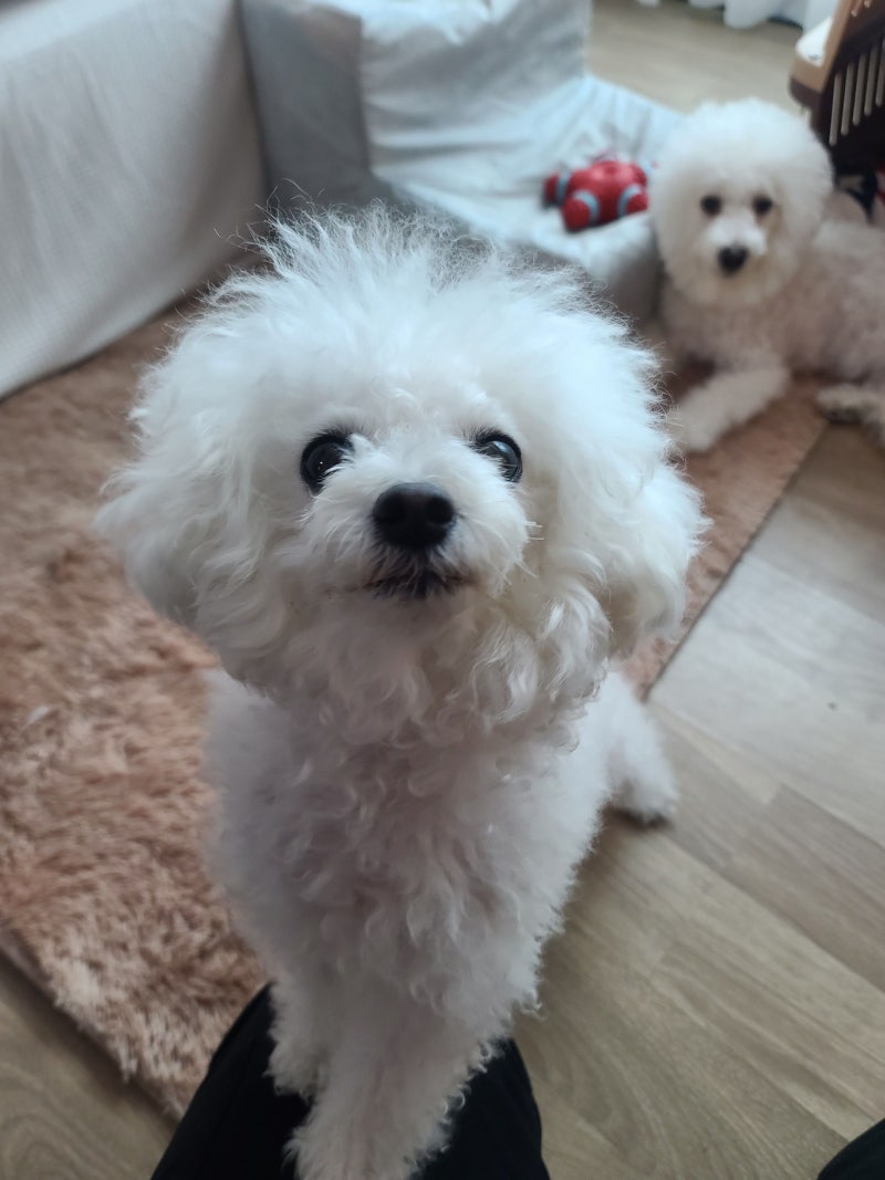 강아지 항문낭 짜기 팁항문 부음파열똥꼬스키 보인다면 꼭 살펴보세요 네이버 블로그